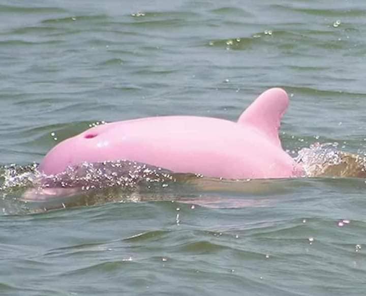 Retratan hermoso delfín rosa en playas mexicanas