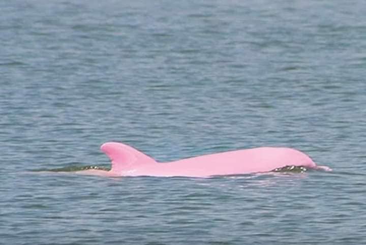 Retratan hermoso delfín rosa en playas mexicanas