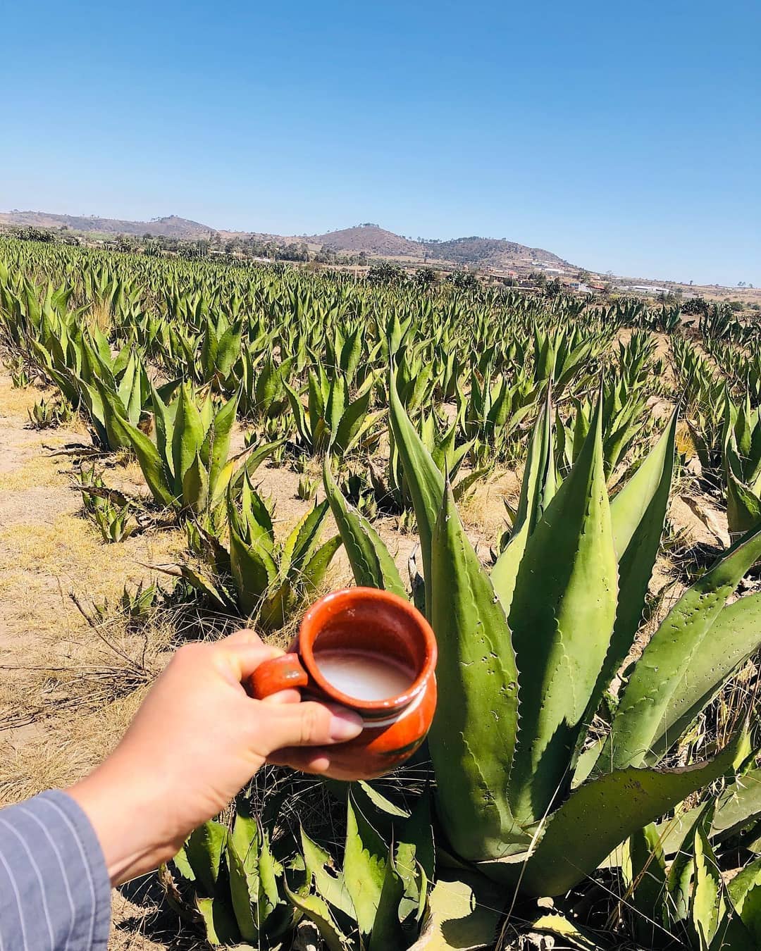 En Hidalgo Reinventamos el Pulque